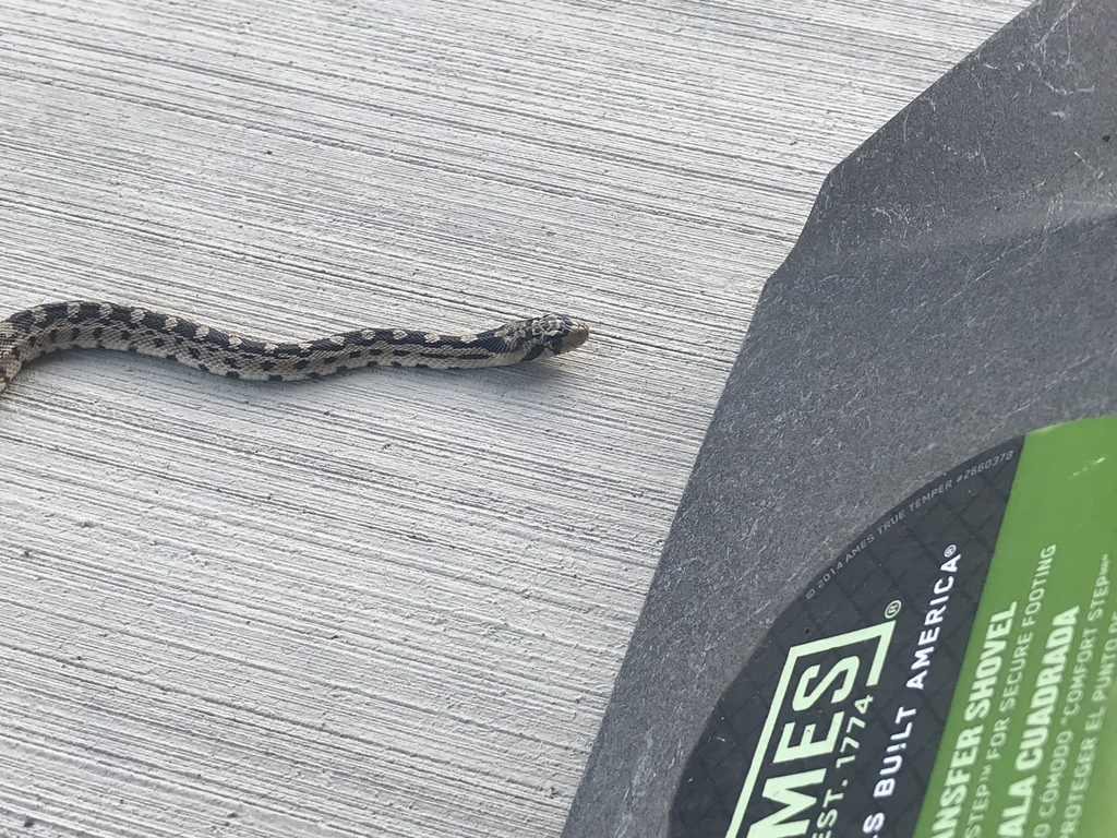Great Basin Gopher Snake from 6728 Voyage Dr, Sparks, NV, US on April ...