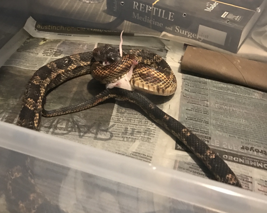 Western Ratsnake from 908 S Main St, Weatherford, TX, US on April 25 ...