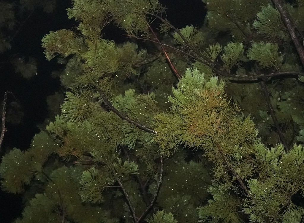 Chinese swamp cypress from 香港上水 on October 15, 2021 at 09:12 AM by Ryan ...