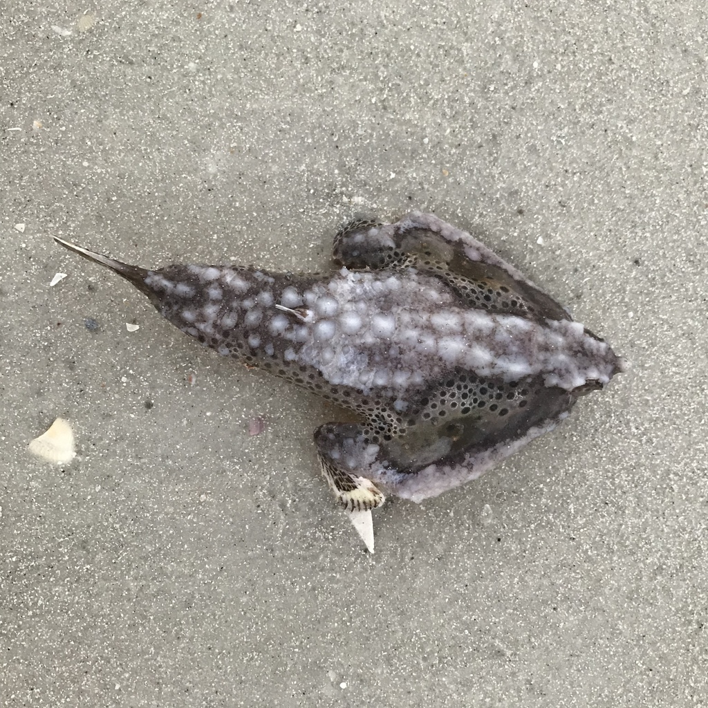 Batfishes (Ogcocephalidae) - Marine Life Identification