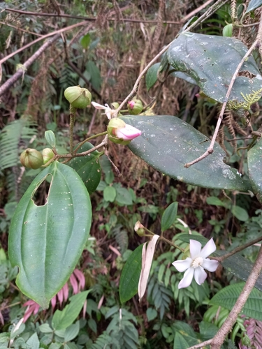 Blakea spruceana · iNaturalist