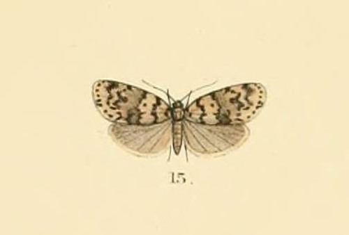 Aemene quinquefascia · NaturaLista Colombia