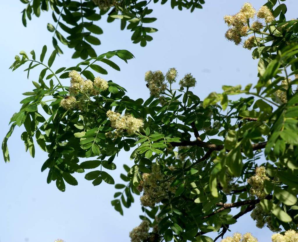 Service-tree (Cormus domestica) - Botanical Realm
