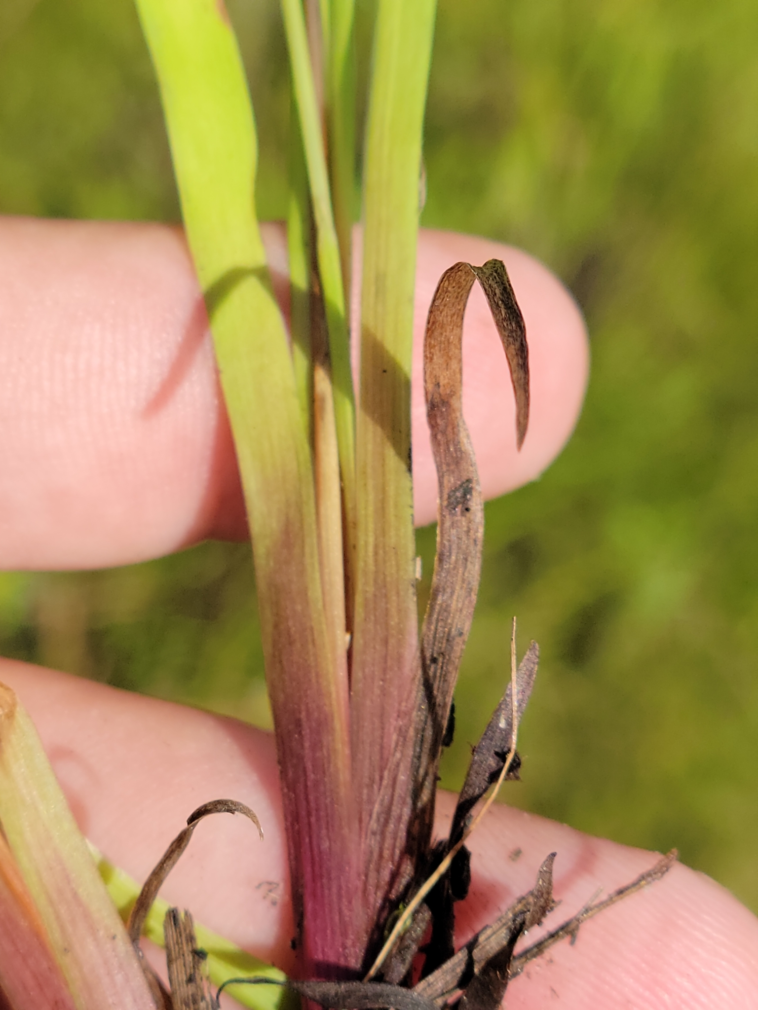 Xyris floridana (Kral) E.L.Bridges & Orzell