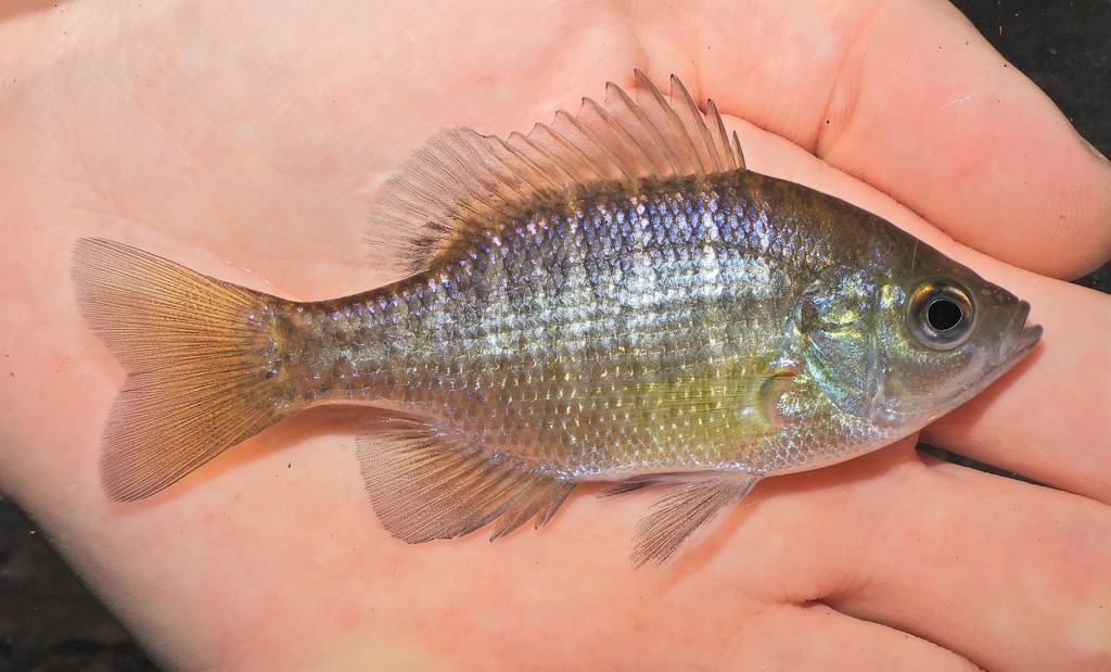 Bluegill (Lepomis macrochirus) - Marine Life Identification