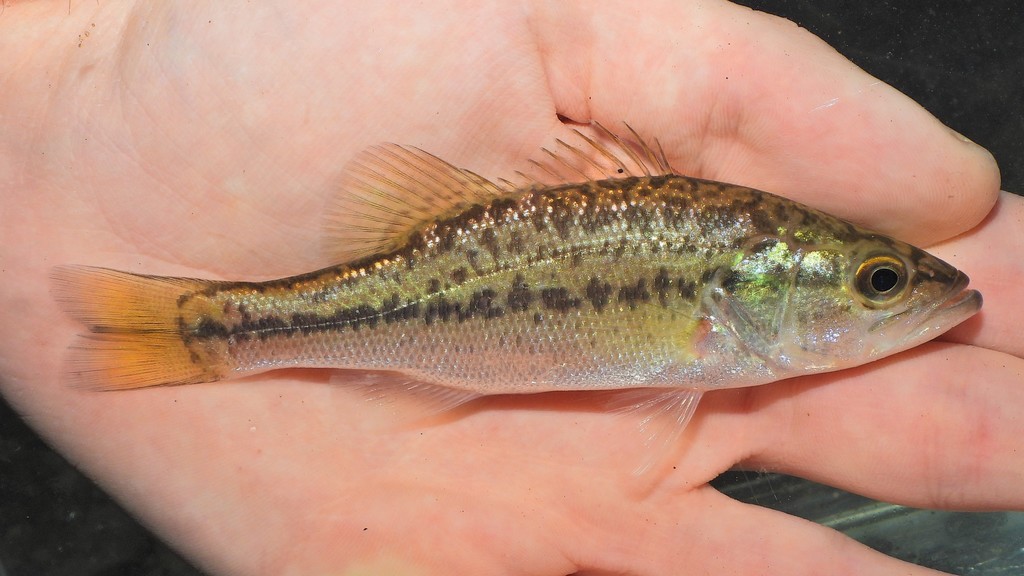 Largemouth Bass (Micropterus nigricans) - Marine Life Identification