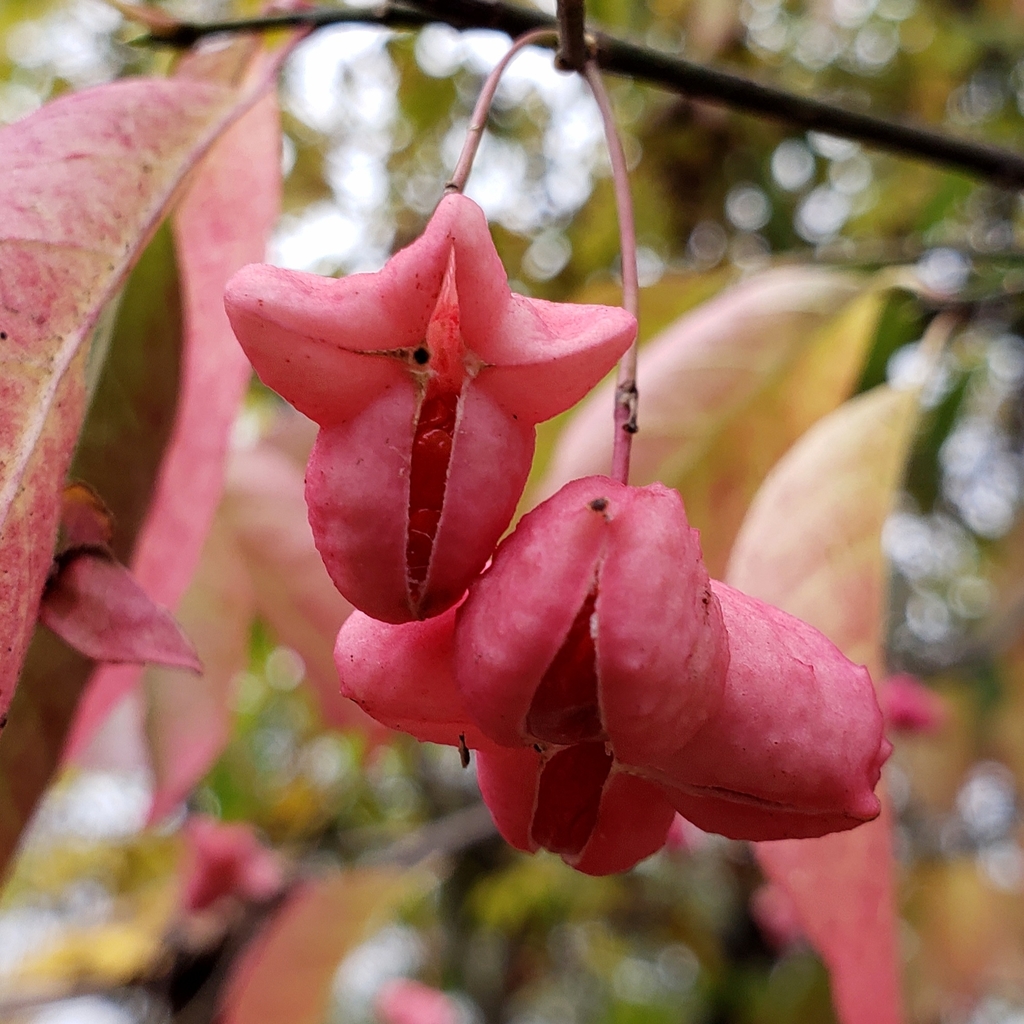 wahoo from Taylors Falls, MN 55084, USA on October 08, 2021 at 01:41 PM ...