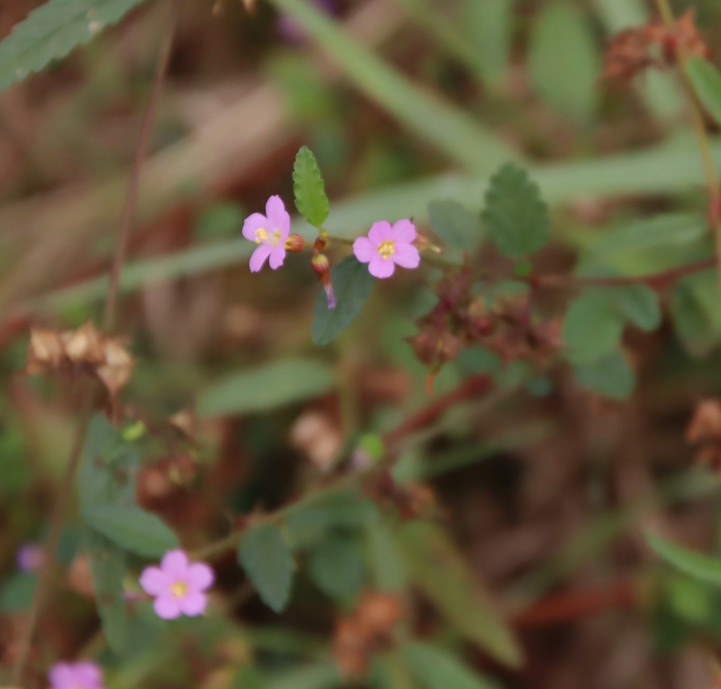Pyramid Flower (BVI target List) · iNaturalist