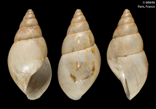 Bulimulus diaphanus · iNaturalist