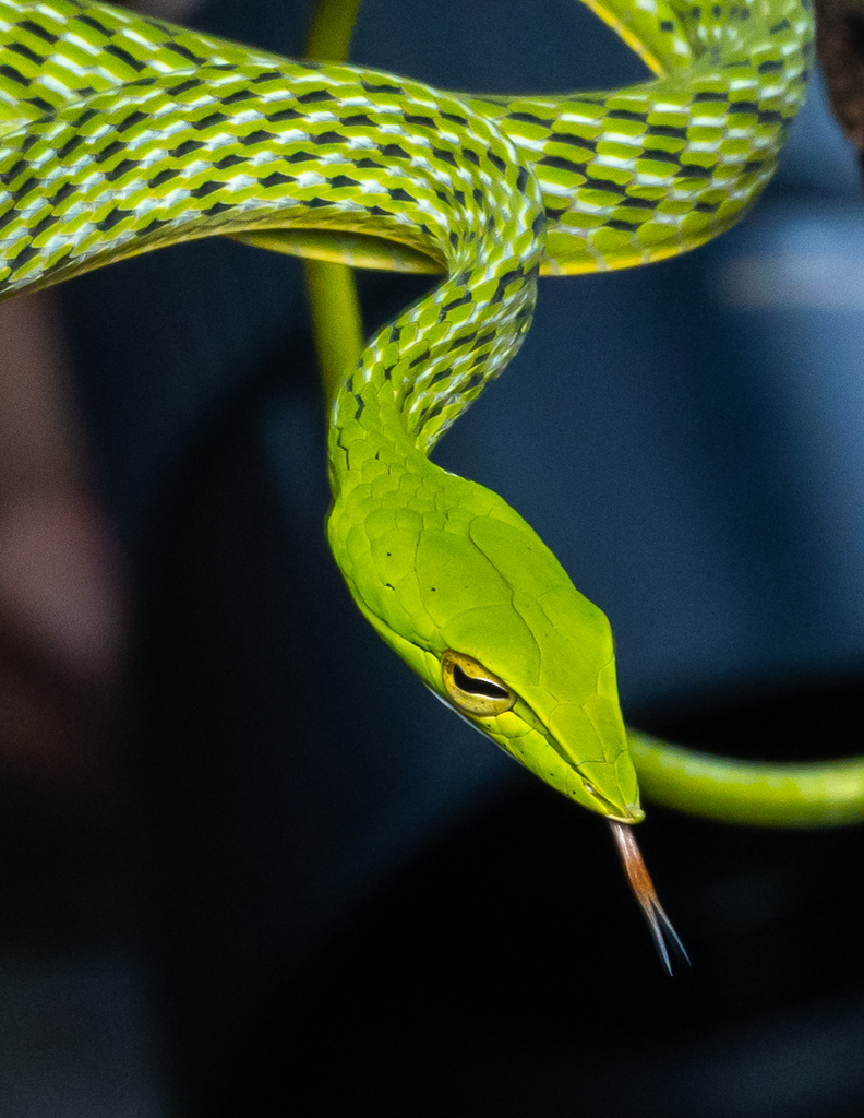 Northern Western Ghats Vine Snake from Surla, Goa, India on October 04 ...
