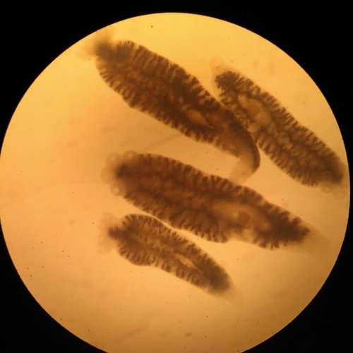 Order Polystomatidea · iNaturalist