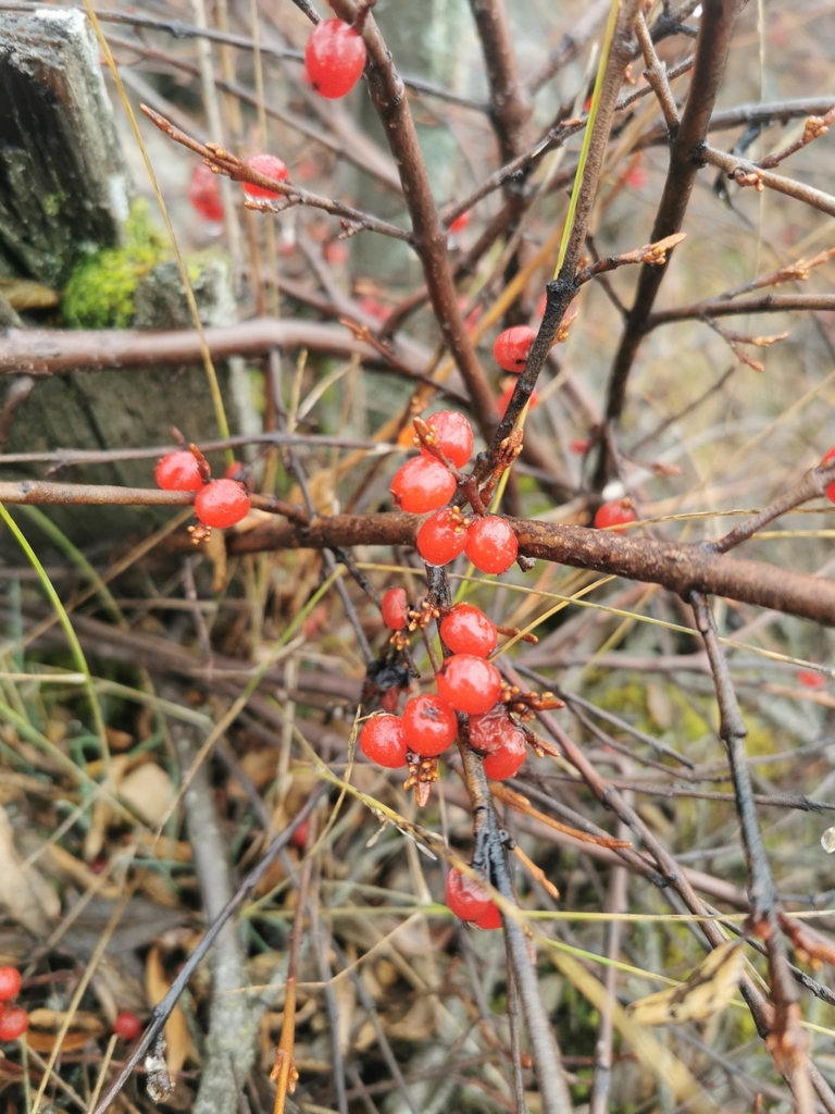 Canadian buffalo-berry from Churchill, MB, Canada on October 15, 2021 ...