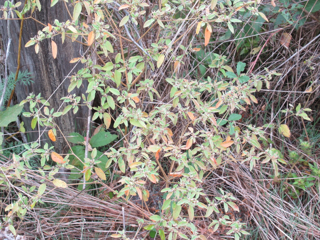 Prairie Tea from Miller County, MO, USA on October 15, 2021 at 01:22 PM ...