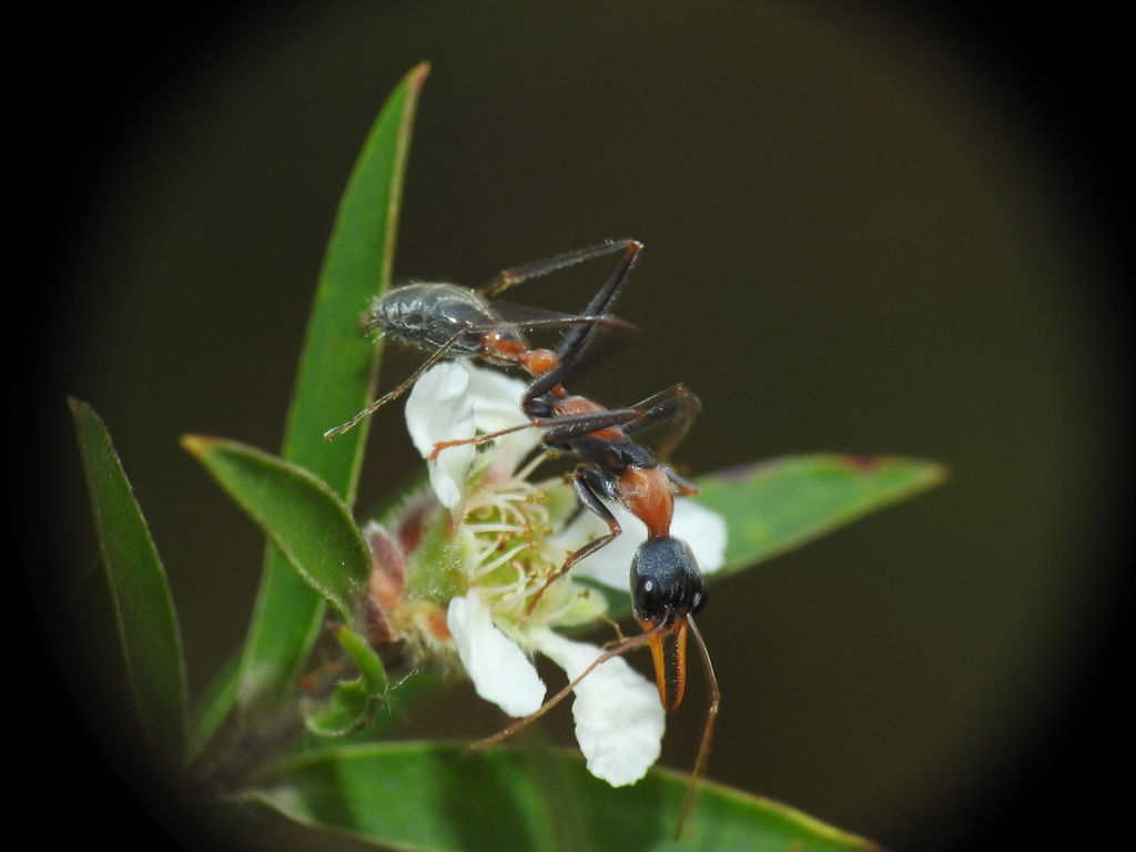 Jumping Jack Ant from Tuan Forest QLD 4650, Australia on October 16 ...