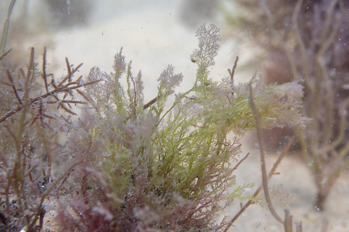 Plocamium leptophyllum · iNaturalist