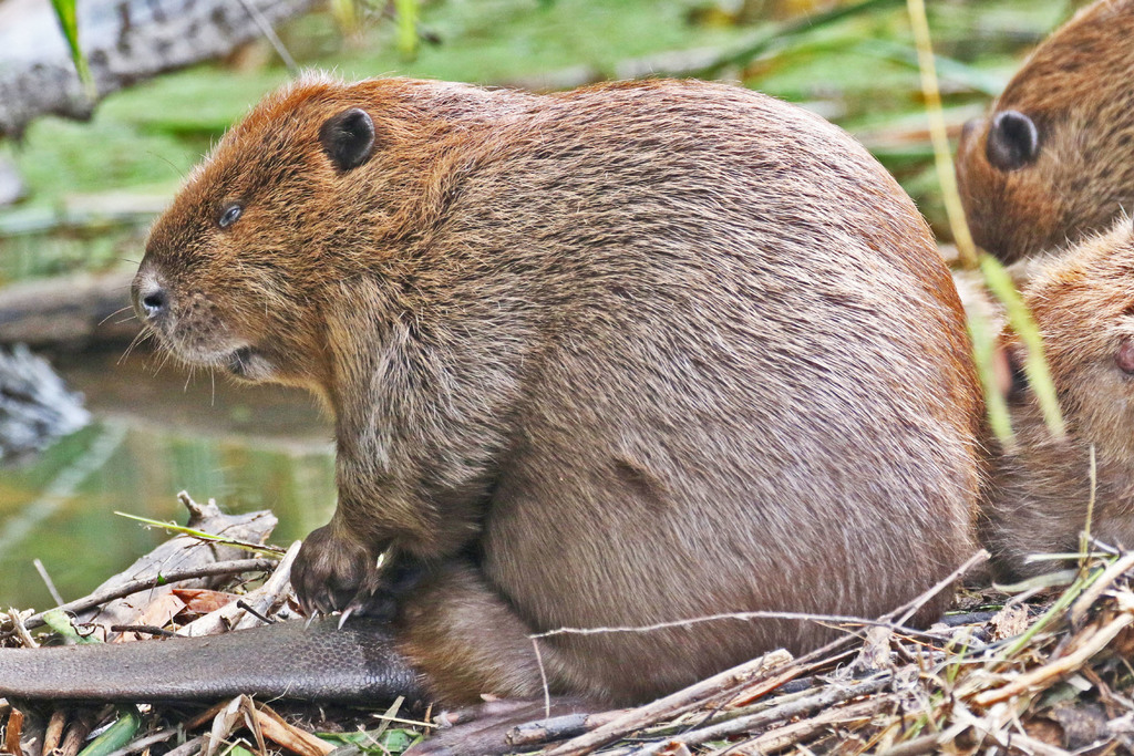American Beaver from San Marcos, TX, USA on October 15, 2021 at 10:57 ...