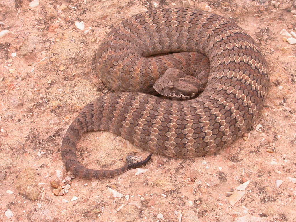 Common Death Adder in October 2004 by Graham Armstrong. old record ...