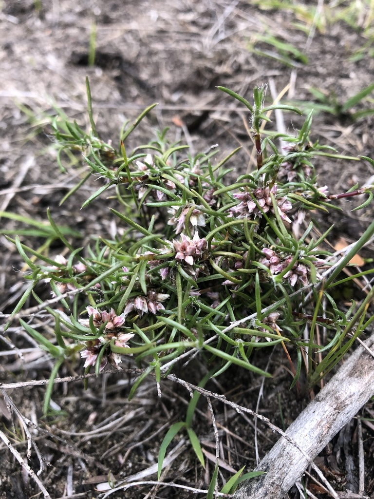 dwarf wire-lily (Laxmannia orientalis) - Botanical Realm