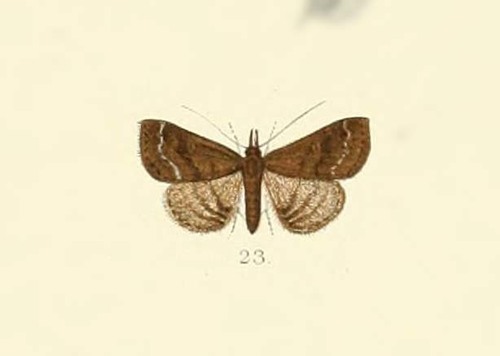 Naarda notata · iNaturalist Mexico