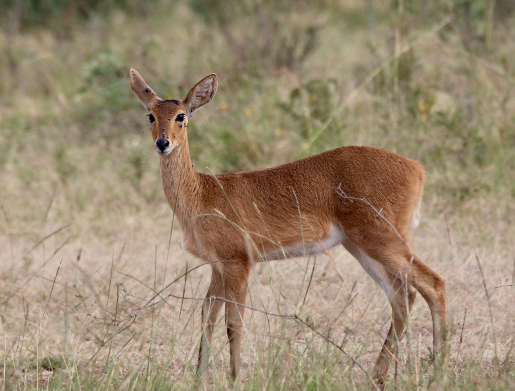 Bohor Reedbuck (Redunca redunca) - Know Your Mammals