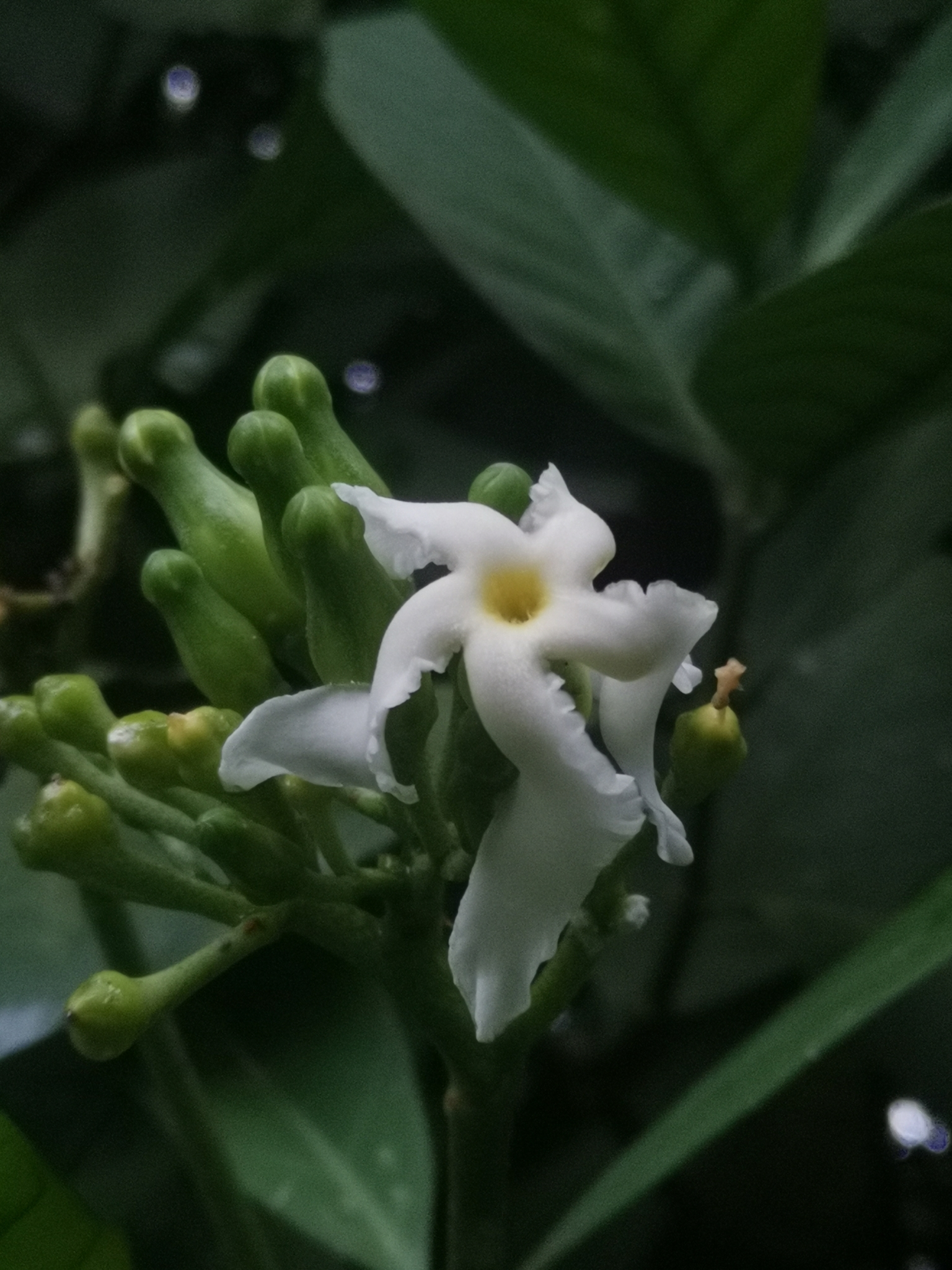 Tabernaemontana pachysiphon Stapf