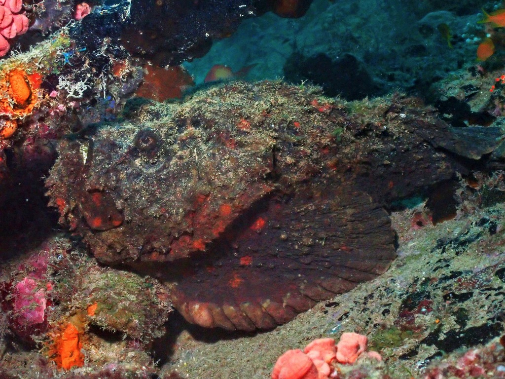 Reef Stonefish (Synanceia verrucosa) - Marine Life Identification