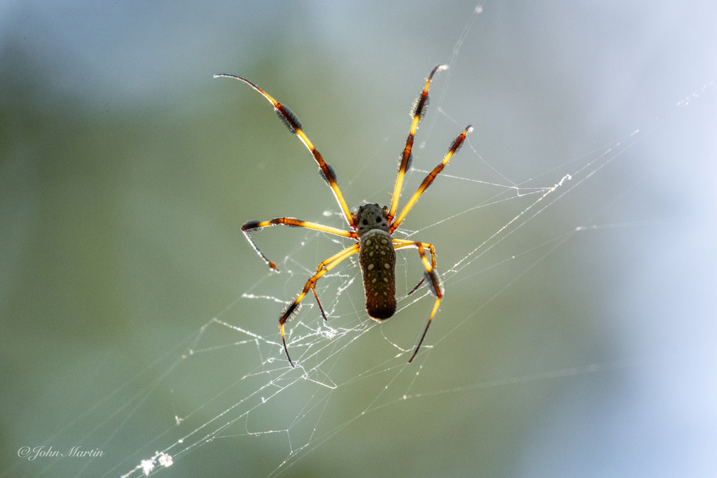 Golden Silk Spider from Congaree National Park, Longleaf Trail, Hopkins ...