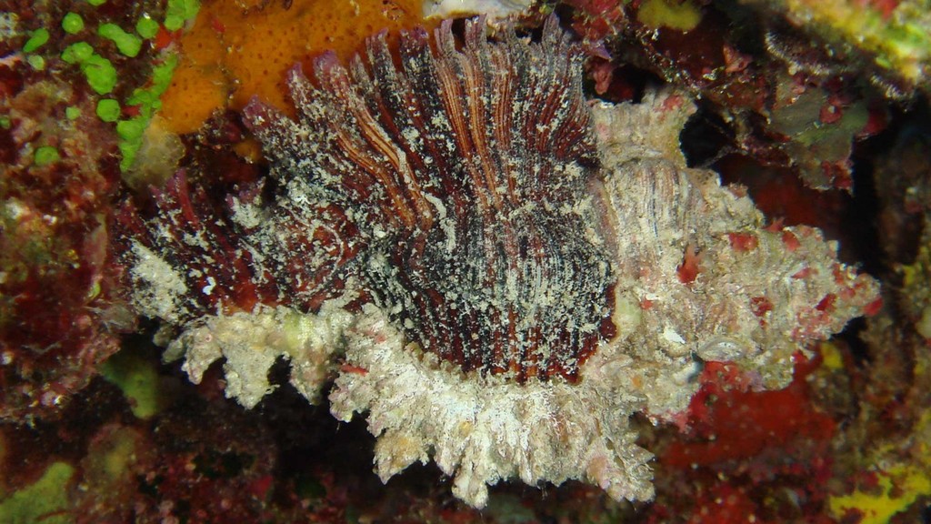 firebrand murex from Lifou, Nouvelle-Calédonie on January 15, 2008 at ...