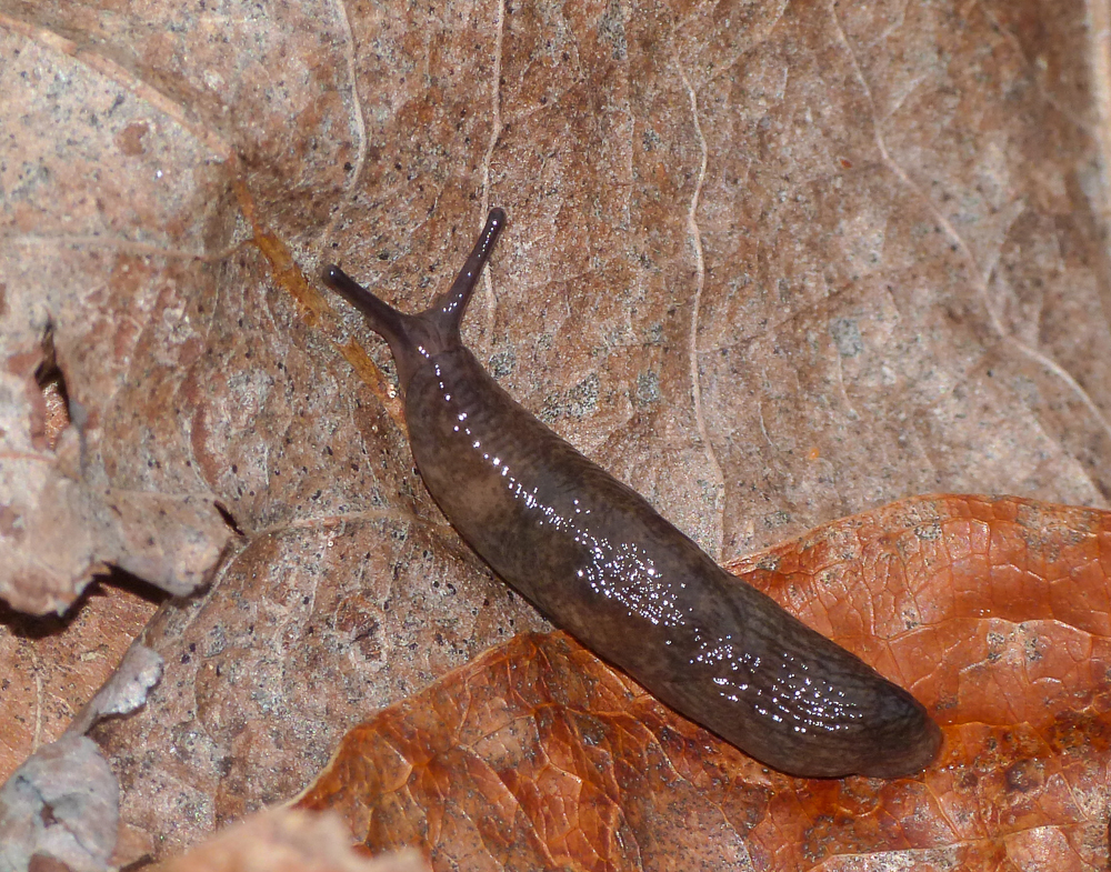 Meadow Slug (A guide to california's Yosemite and it's wildlife ...