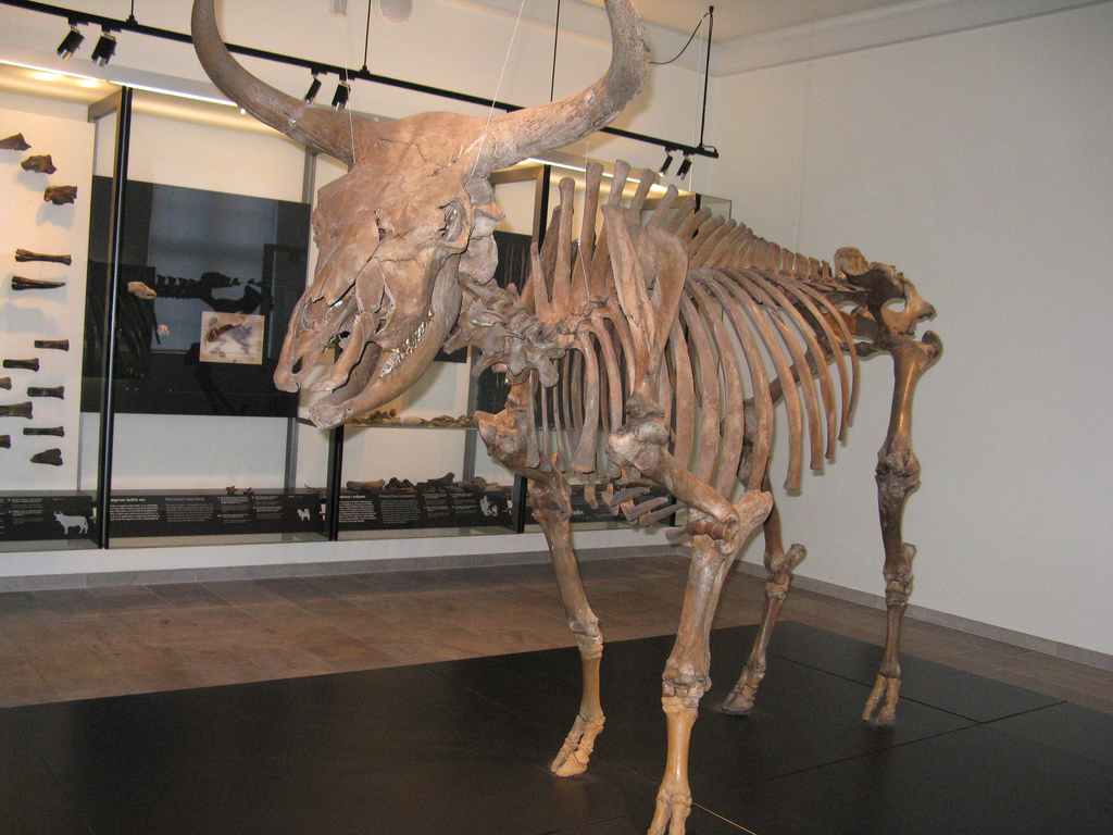 Aurochs † (Megafauna Parks (W Palearctic)) · iNaturalist