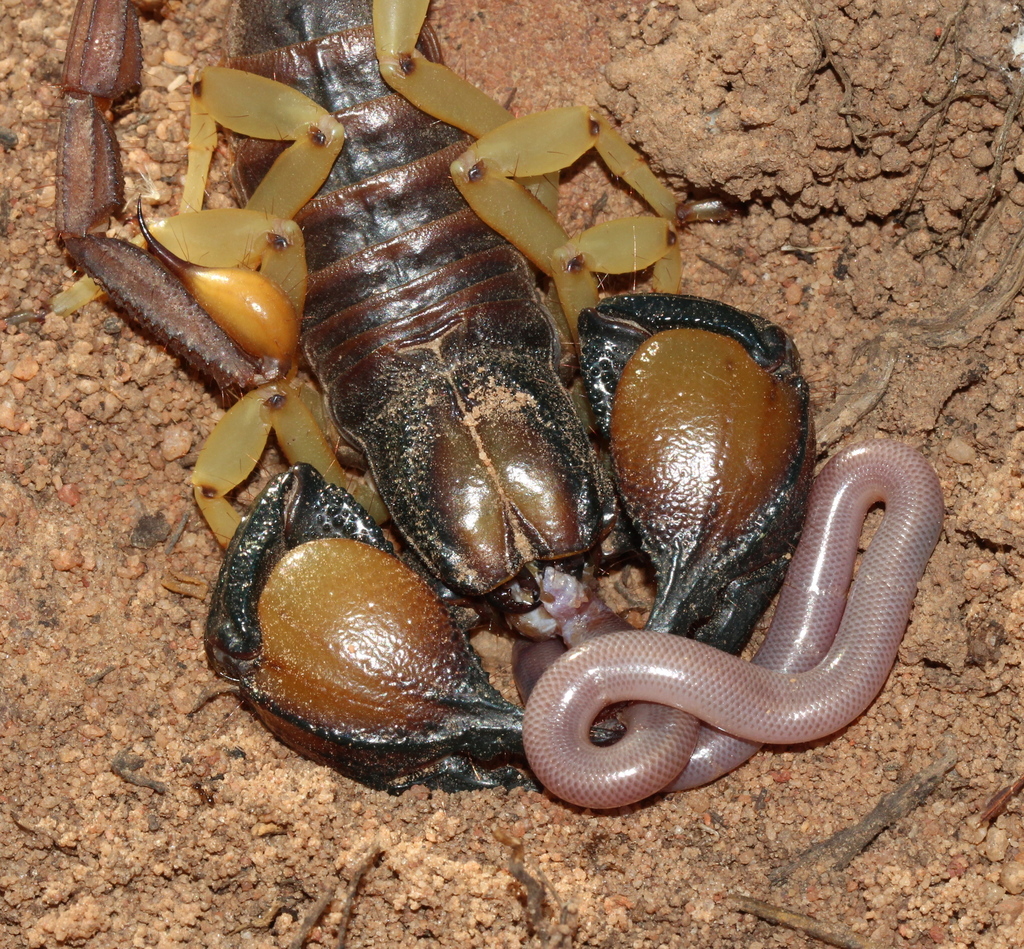 Namaqua Burrowing Scorpion from Oorlogskloof 5 day trail, near ...