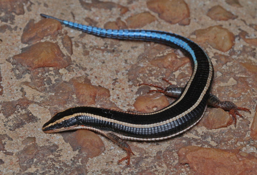 Dwarf Plated Lizard (Reptiles of namaqua national park) · iNaturalist