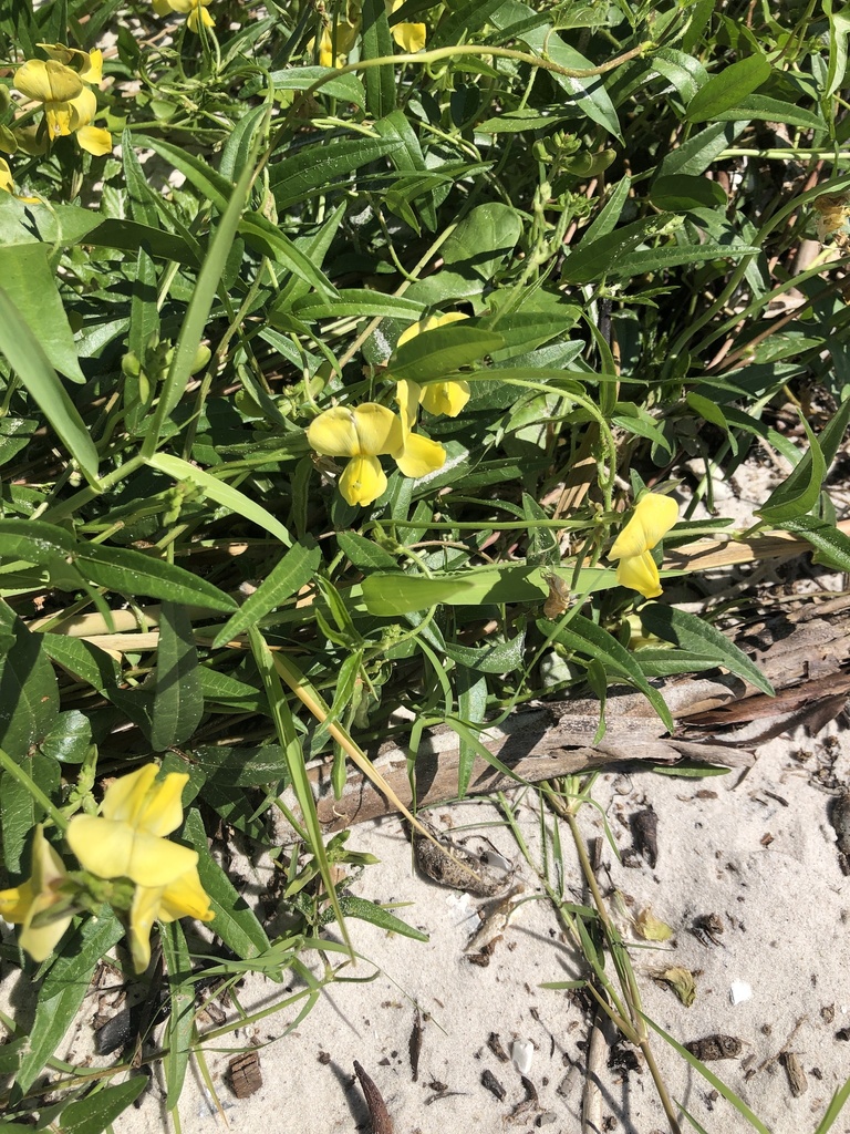 Wild Cowpea from Bayboro Harbor, Saint Petersburg, FL, US on October 14 ...