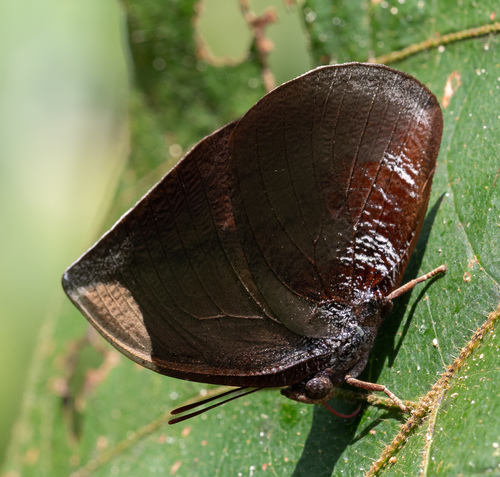 Memphis polyxo · iNaturalist