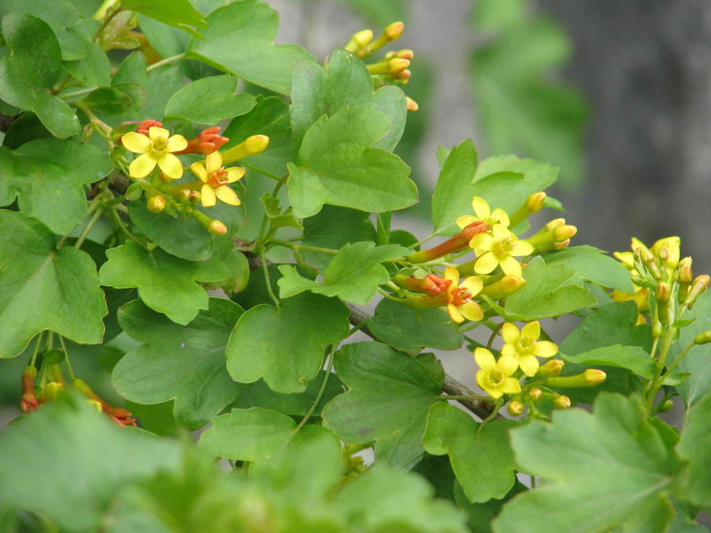 golden currant (CNPS Certification List ) · iNaturalist