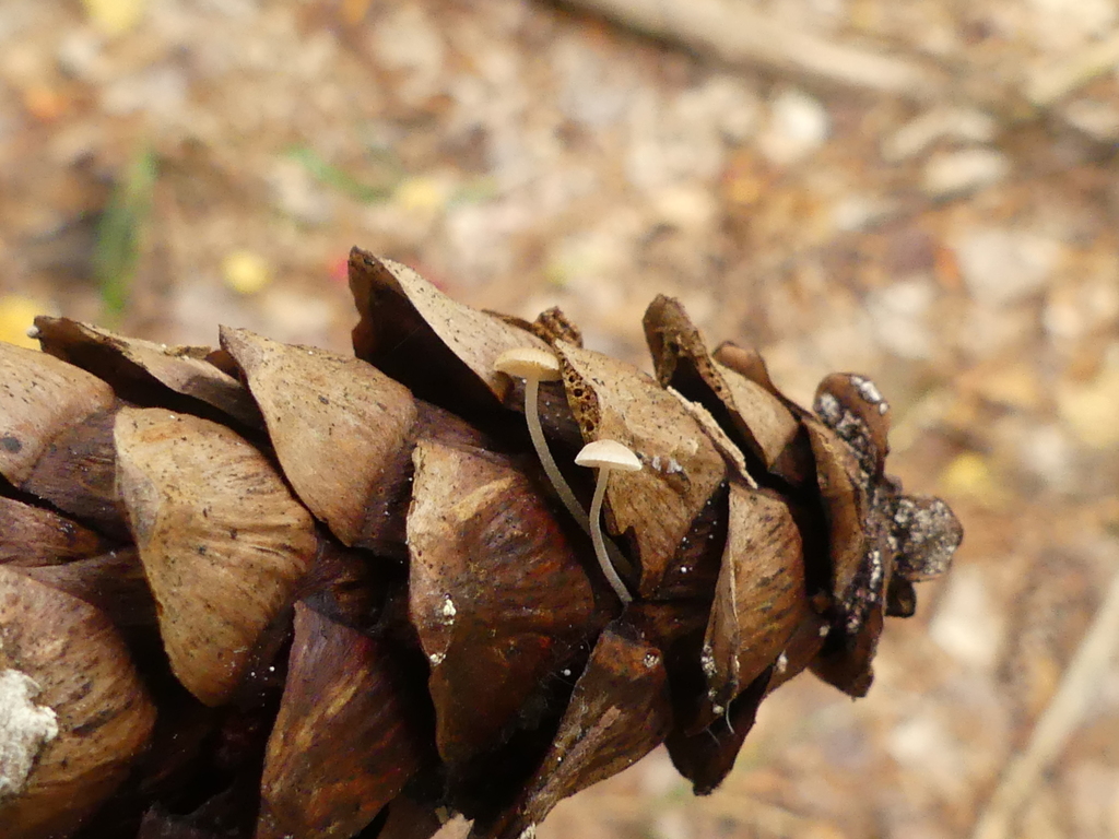 Conifercone Cap from Lennox and Addington County, ON, Canada on October ...