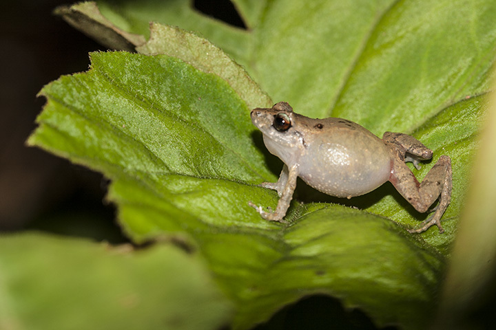 Lesser Antilles Robber Frog from Tunapuna/Piarco Regional Corporation ...
