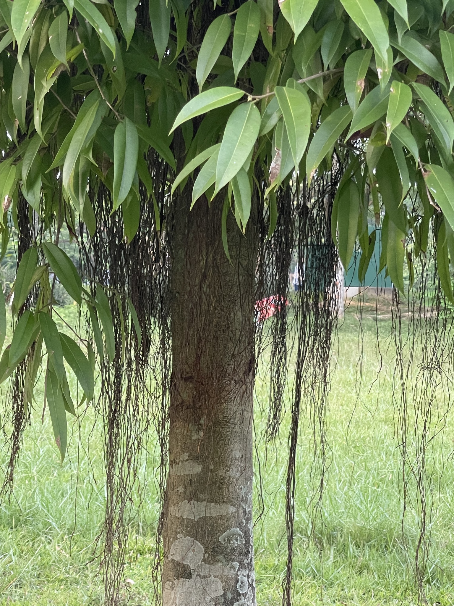 Ficus maclellandii King