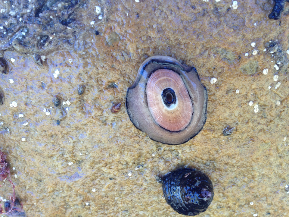 Keyhole limpet (Marine Shells of Fort Pickens, Gulf Islands National ...