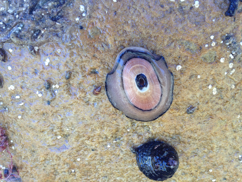 Keyhole limpet (Marine Shells of Fort Pickens, Gulf Islands National ...