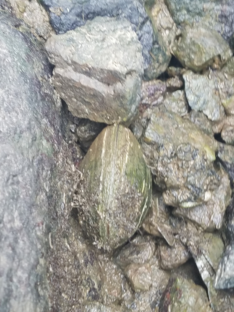 Geloina expansa from North, HK on April 27, 2018 at 11:27 AM by ...