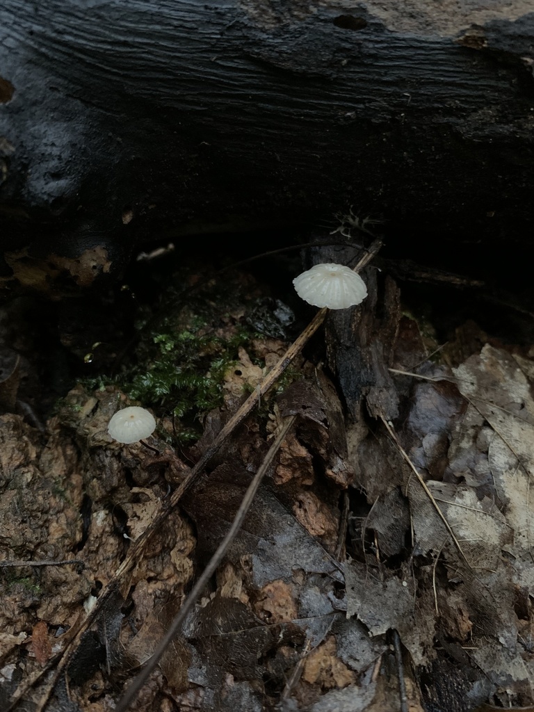 collared parachute from Hoosier National Forest, Paoli, IN, US on ...
