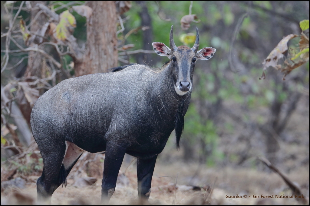 Nilgai (Boselaphus tragocamelus) - Know Your Mammals