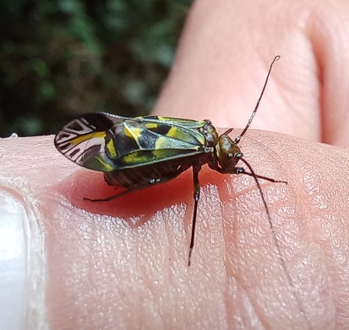 Observations by vario-pinto · iNaturalist
