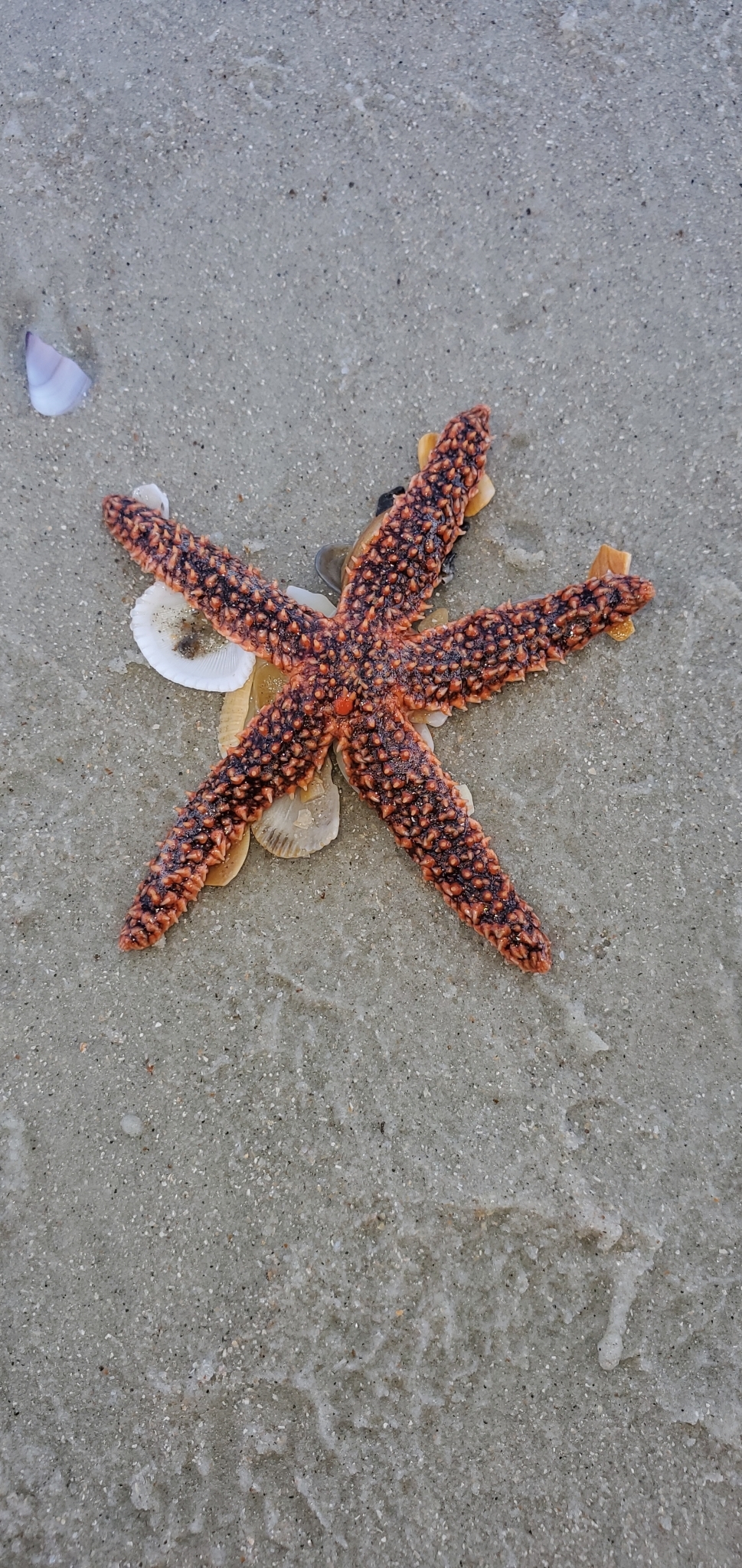 Gulf Of Mexico Starfish Species