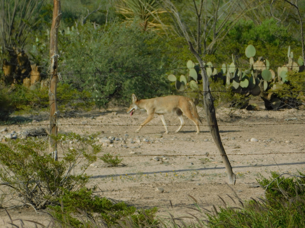 Coyote from Mapimí, Dgo., México on September 08, 2021 at 06:12 PM by ...