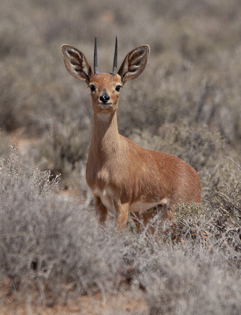 Steenbok (Raphicerus campestris) - Know Your Mammals