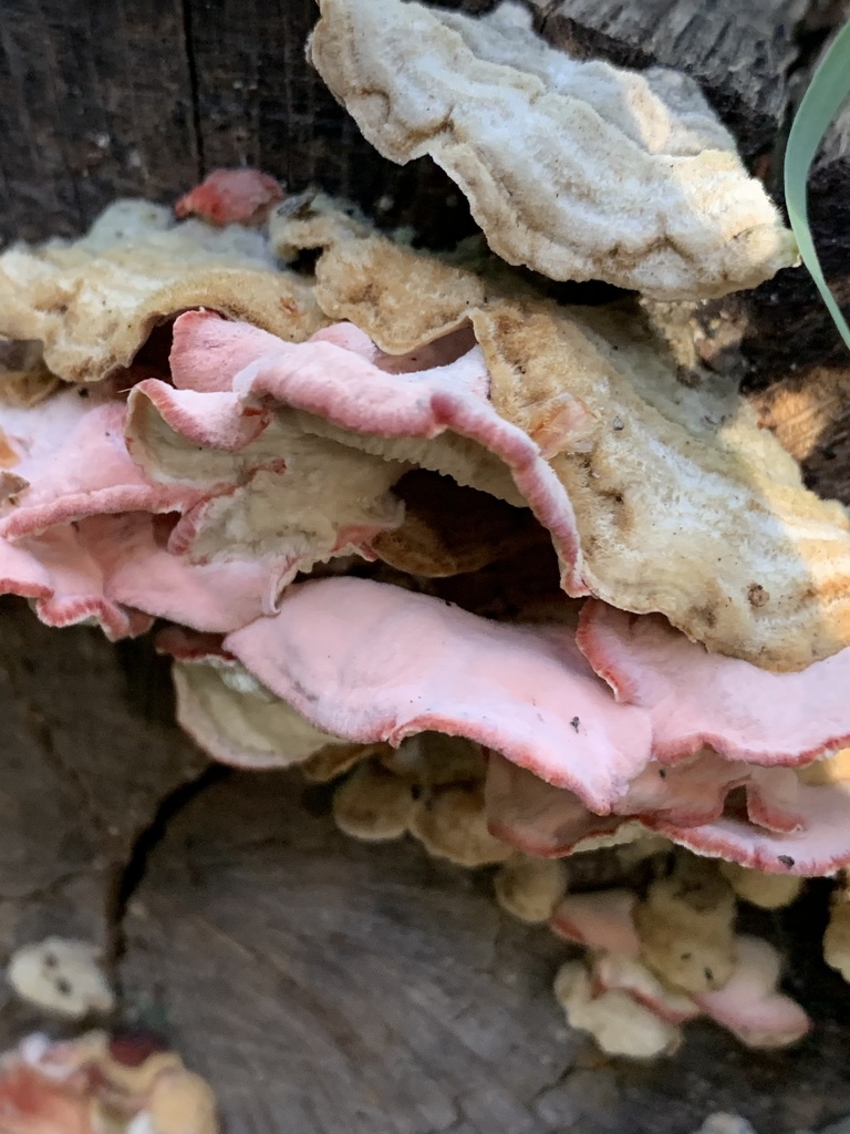 Coral-pink Merulius from Coronado National Forest, Pearce, AZ, US on ...