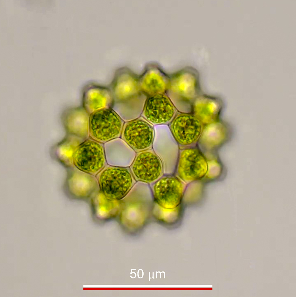 (Coelastrum) - Botanical Realm