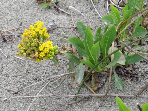Coast goldenrod (Solidago spathulata)